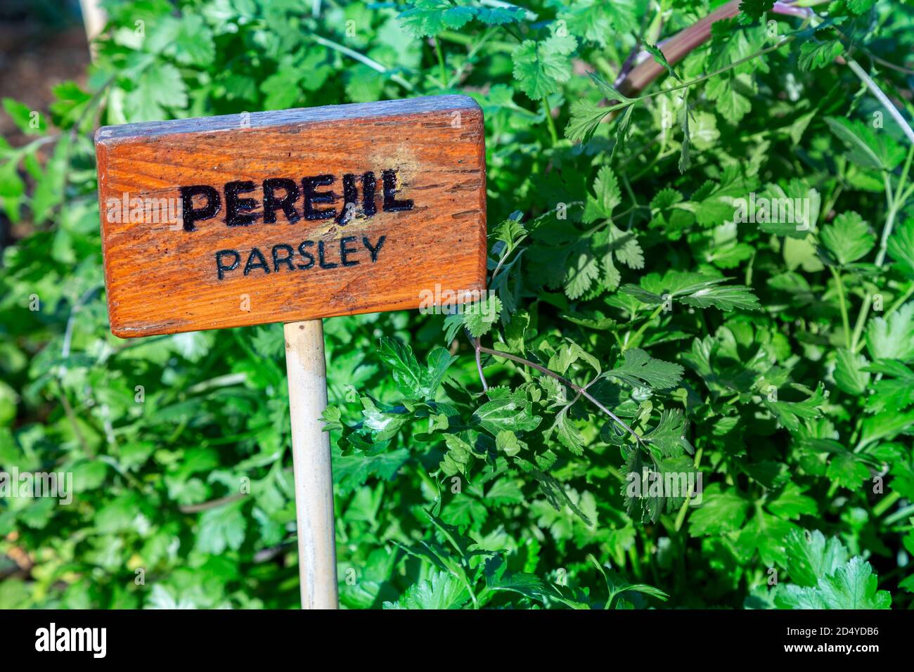 Parsley growing in the garden. Wooden stake sign with writing Parsley ...