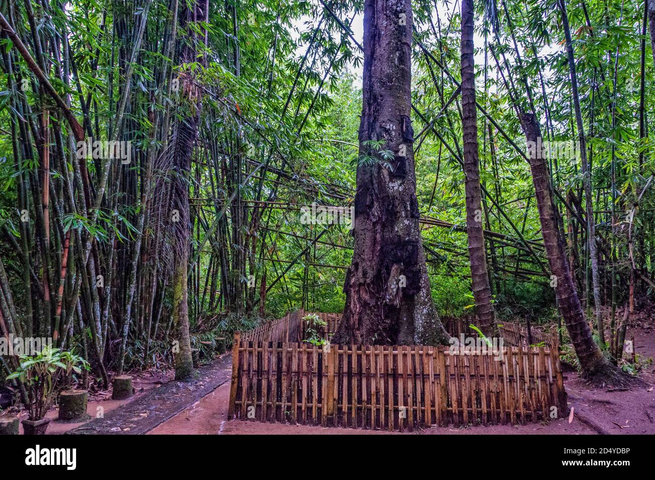 Baby graves in trees, Kambira, Tona Toraja, South Sulawesi, Great Sunda ...