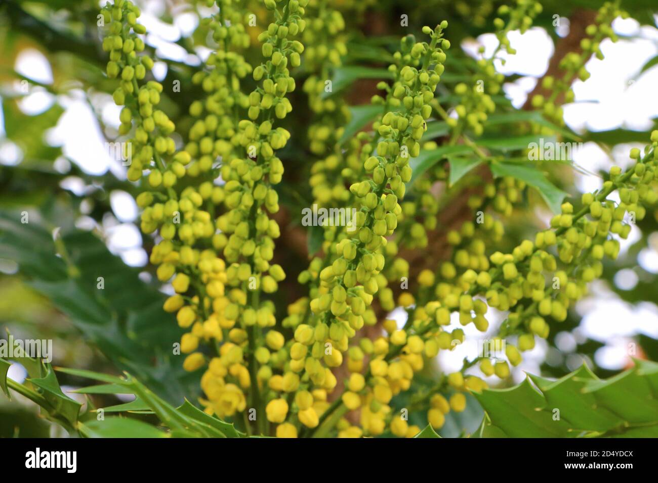 Yellow flowers on a plant of japanese mahonia in a garden Stock Photo ...