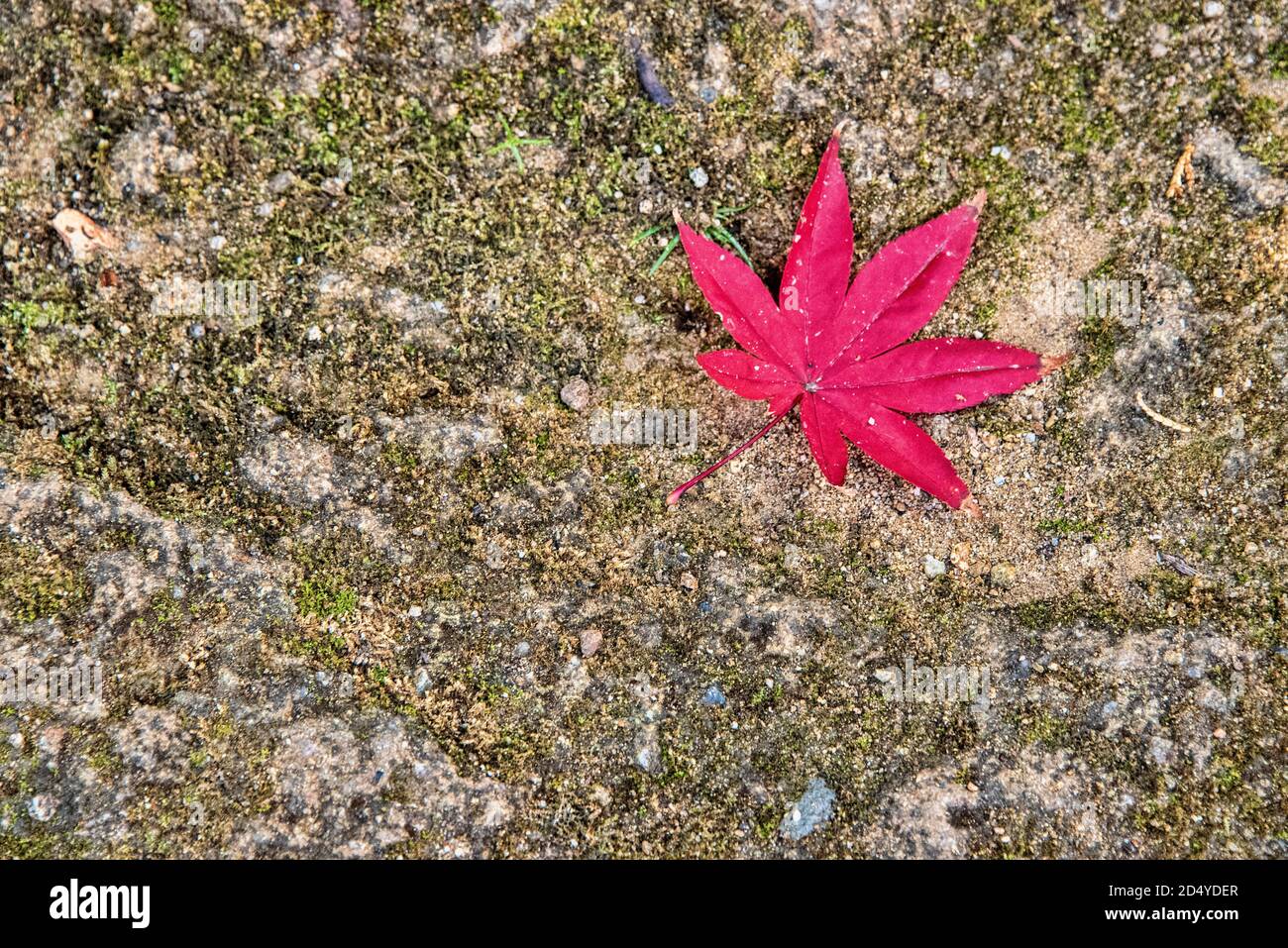 Red Acer Palmatum leaf, Shoshazan Engyoji temple of the Tendai sect ...