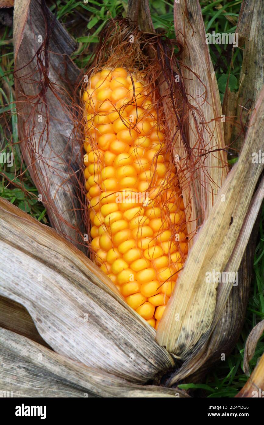 Grass ear of corn hi-res stock photography and images - Alamy