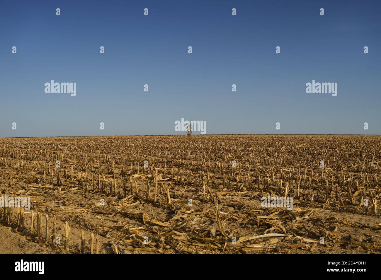 Harvested corn field Stock Photo - Alamy