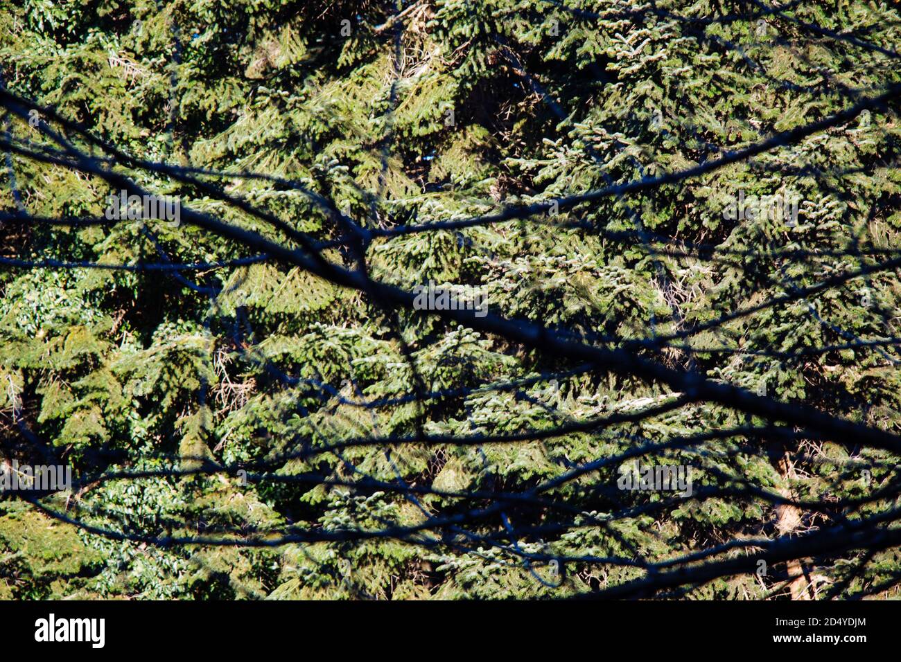 Autumn tree leaves texture background. leaf background texture Stock ...