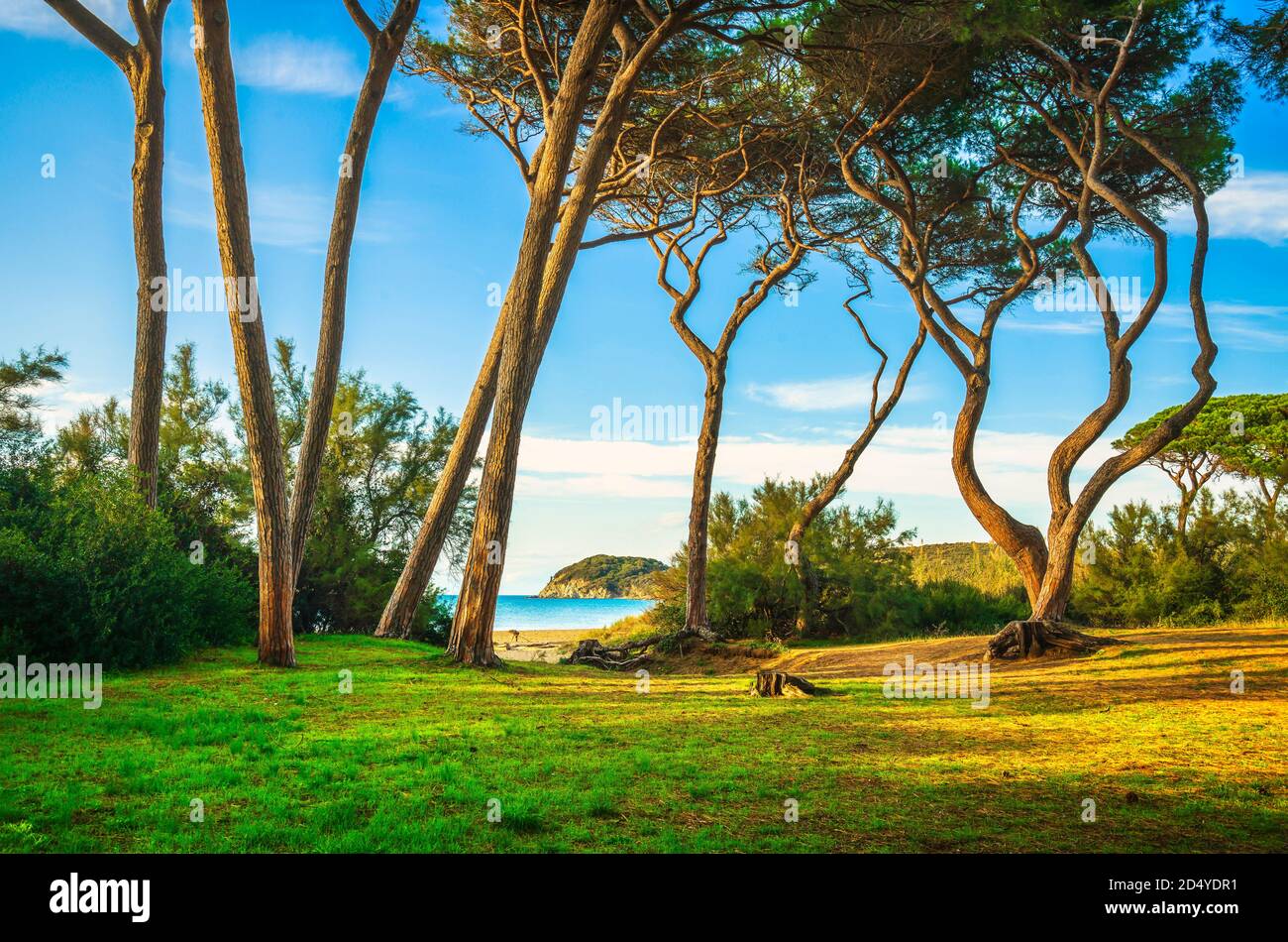 Pine trees, beach and sea at sunset in Maremma. Baratti, Piombino ...
