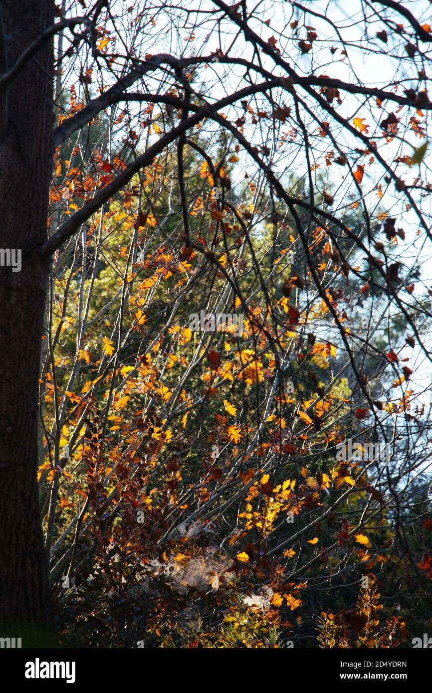 Autumn tree leaves texture background. leaf background texture Stock ...