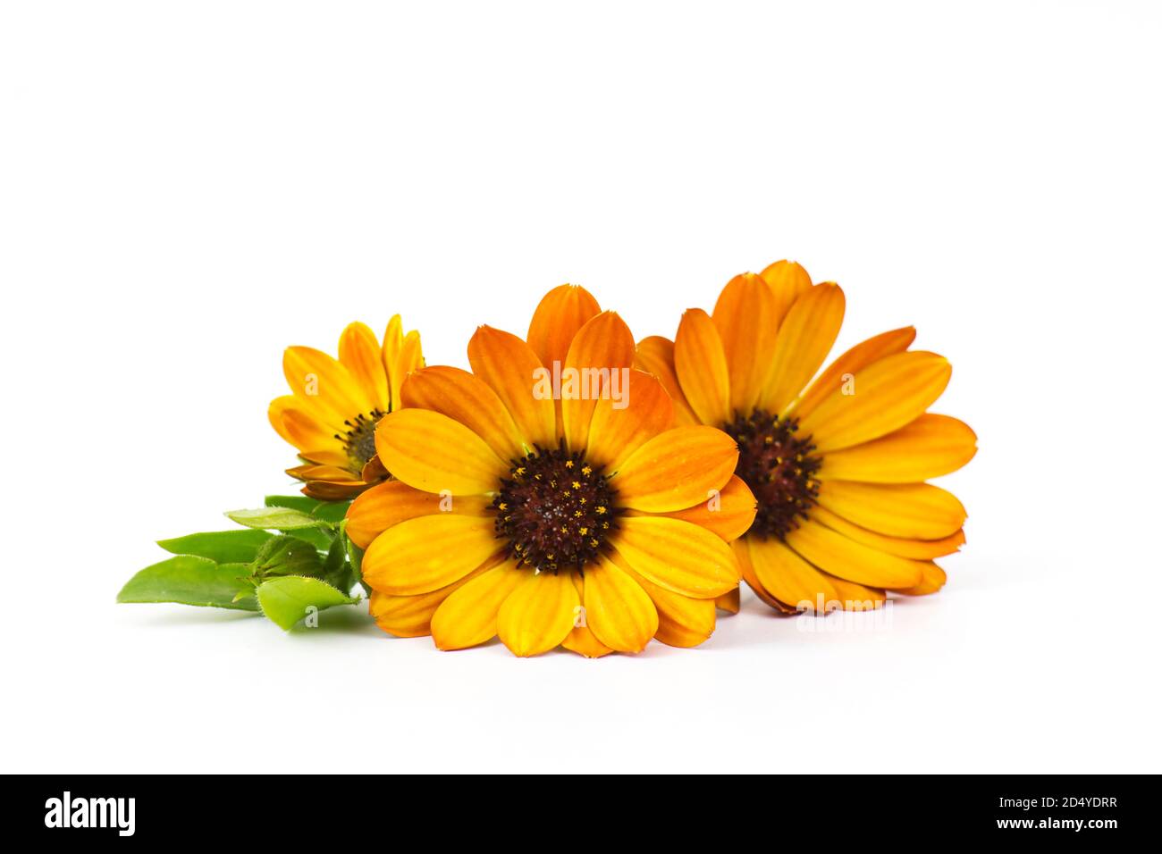 calendula flowers isolated on white Stock Photo - Alamy