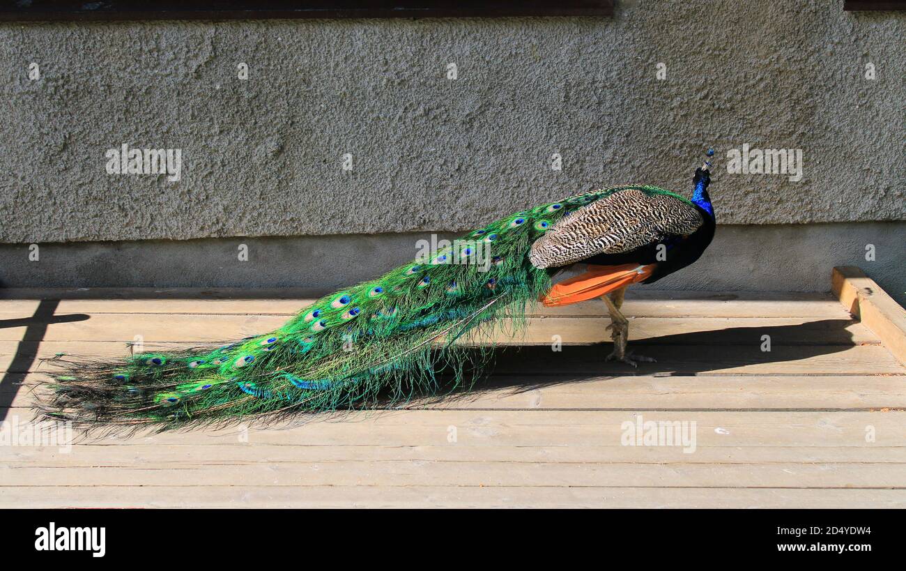 Korkeasaari hi-res stock photography and images - Alamy