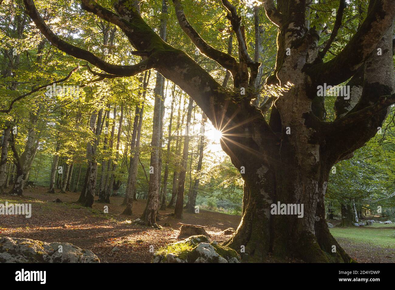 Morning sun at forest with the first colors of autumn Stock Photo - Alamy