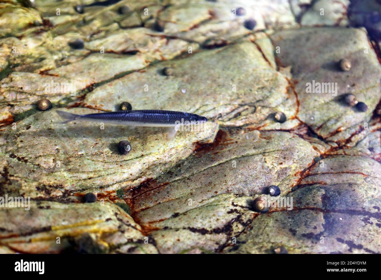 Sandeel or Sand eel, Ammodytidae, in shallow sea water, Isle of Mull ...