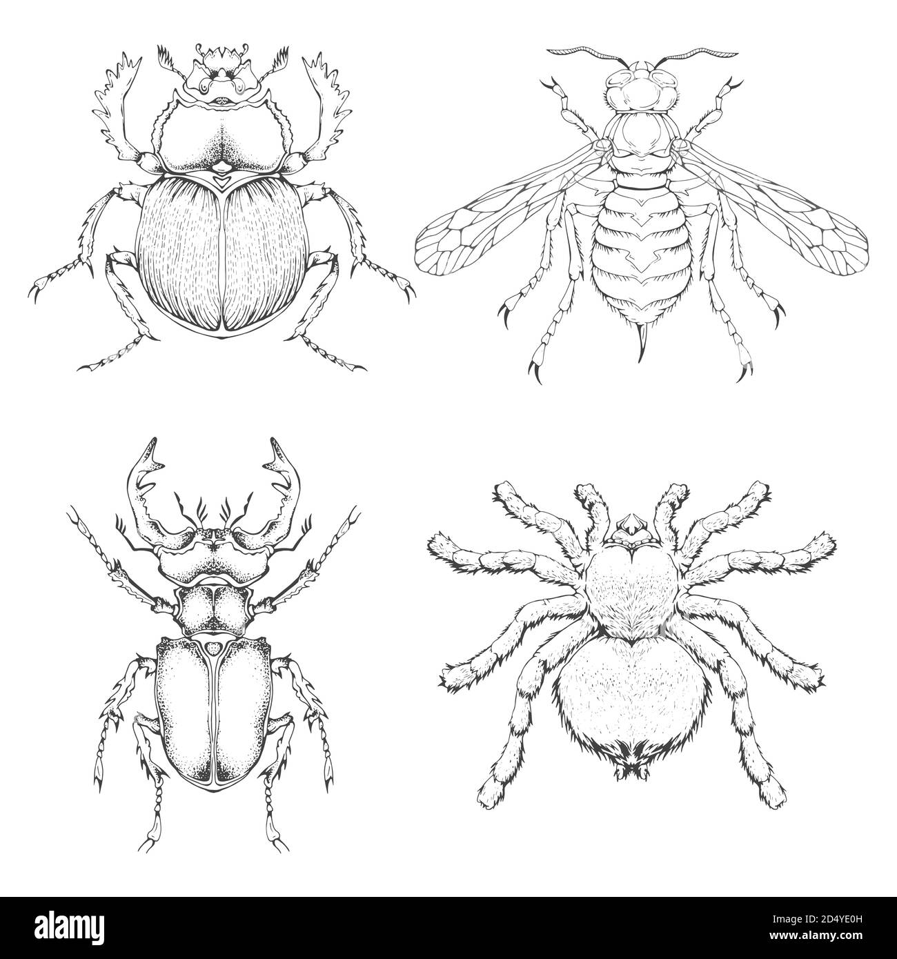 Vector set of hand drawn insects. Different insects in realistic style ...