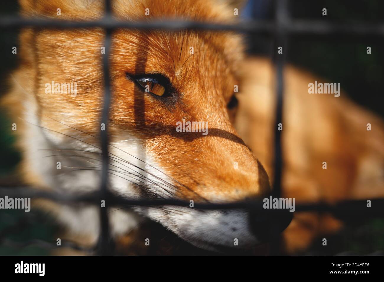 portrait of a sad fox in a cage at the zoo Stock Photo - Alamy