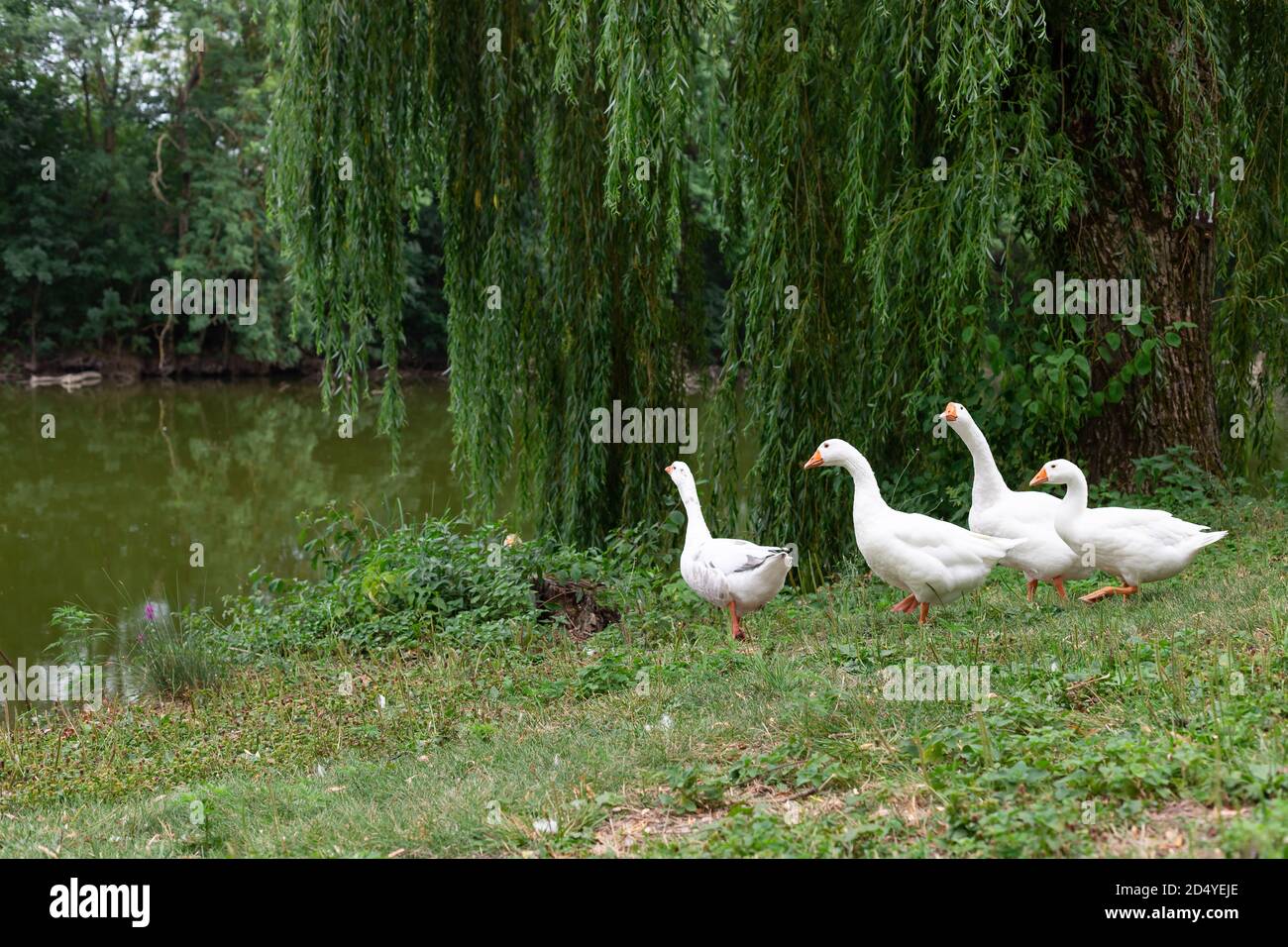 Flock domestic geese in village hi-res stock photography and images - Alamy