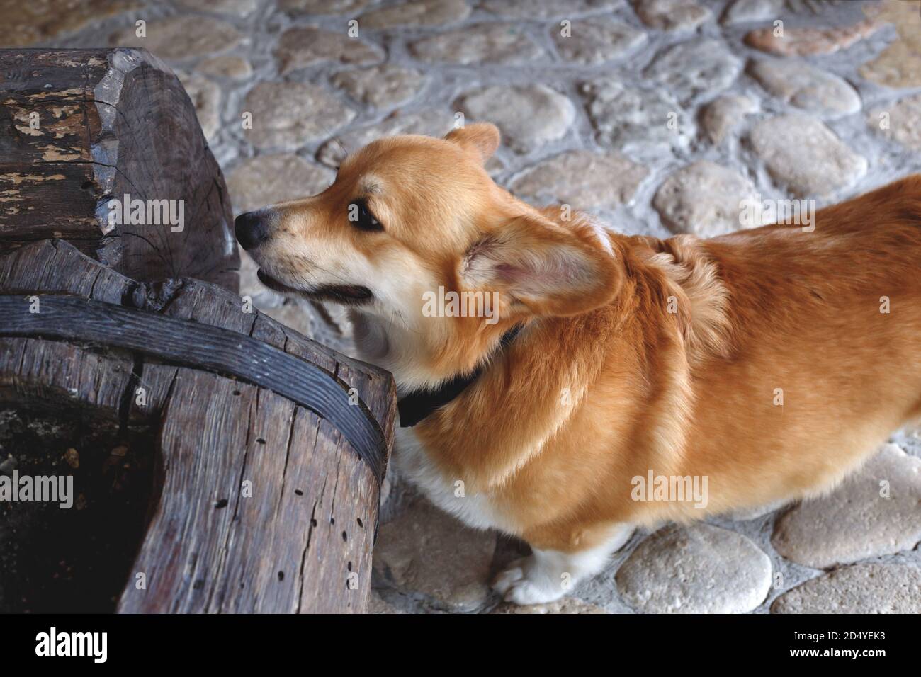 adult corgi stands on a stone floor Stock Photo - Alamy