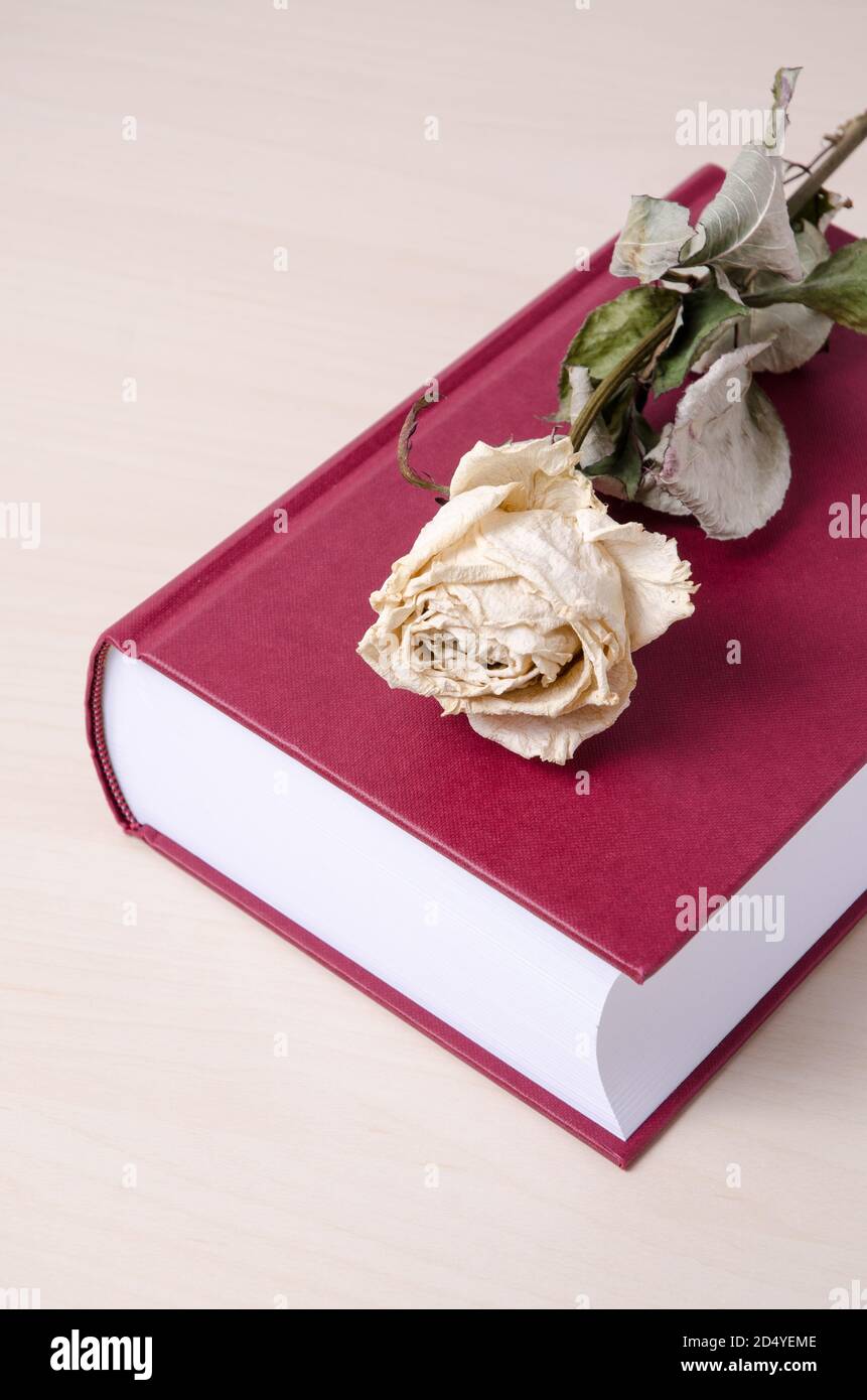 White rose and red hardcover book, still life, close-up, flat lay on ...