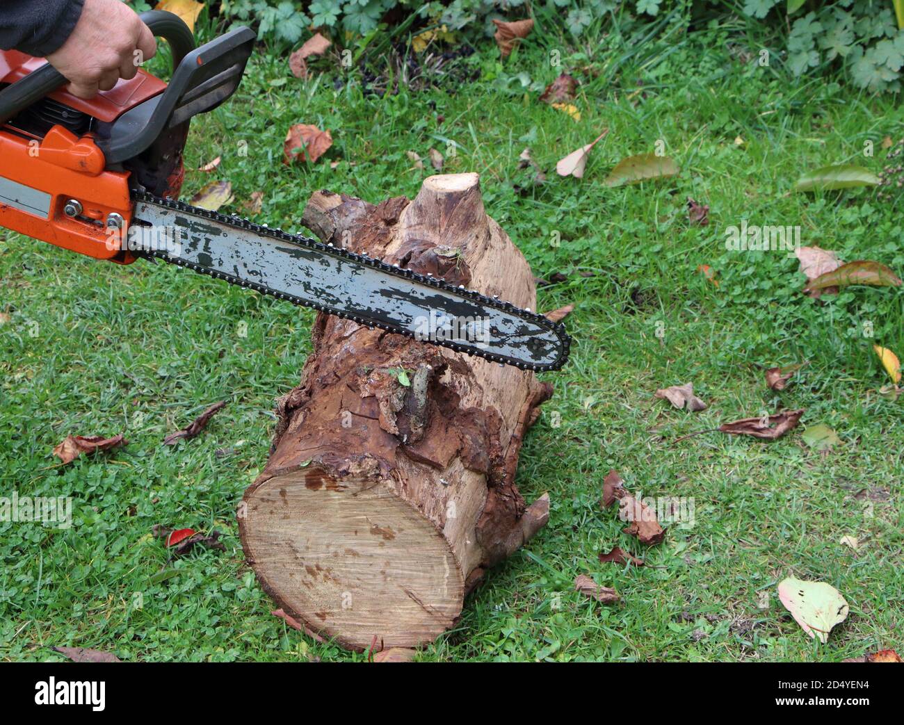 Cutting a log hi-res stock photography and images - Alamy