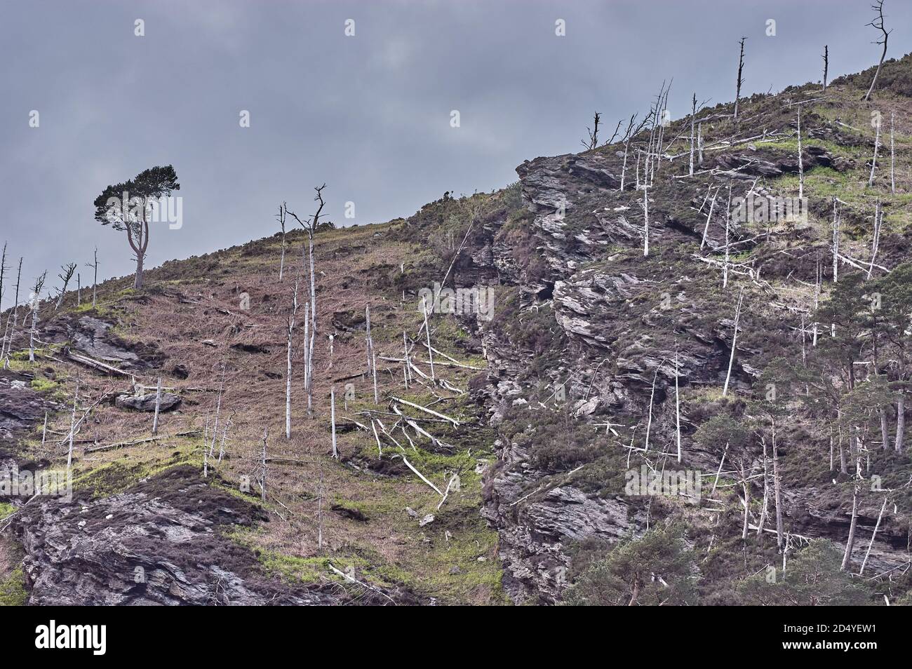 Green tree after forest fire in Ireland. Green tree survives forest ...
