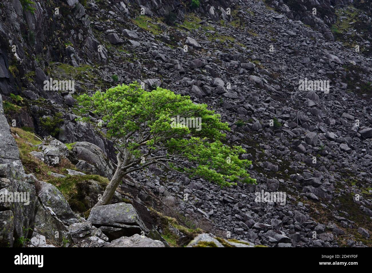 Ire tree hi-res stock photography and images - Alamy