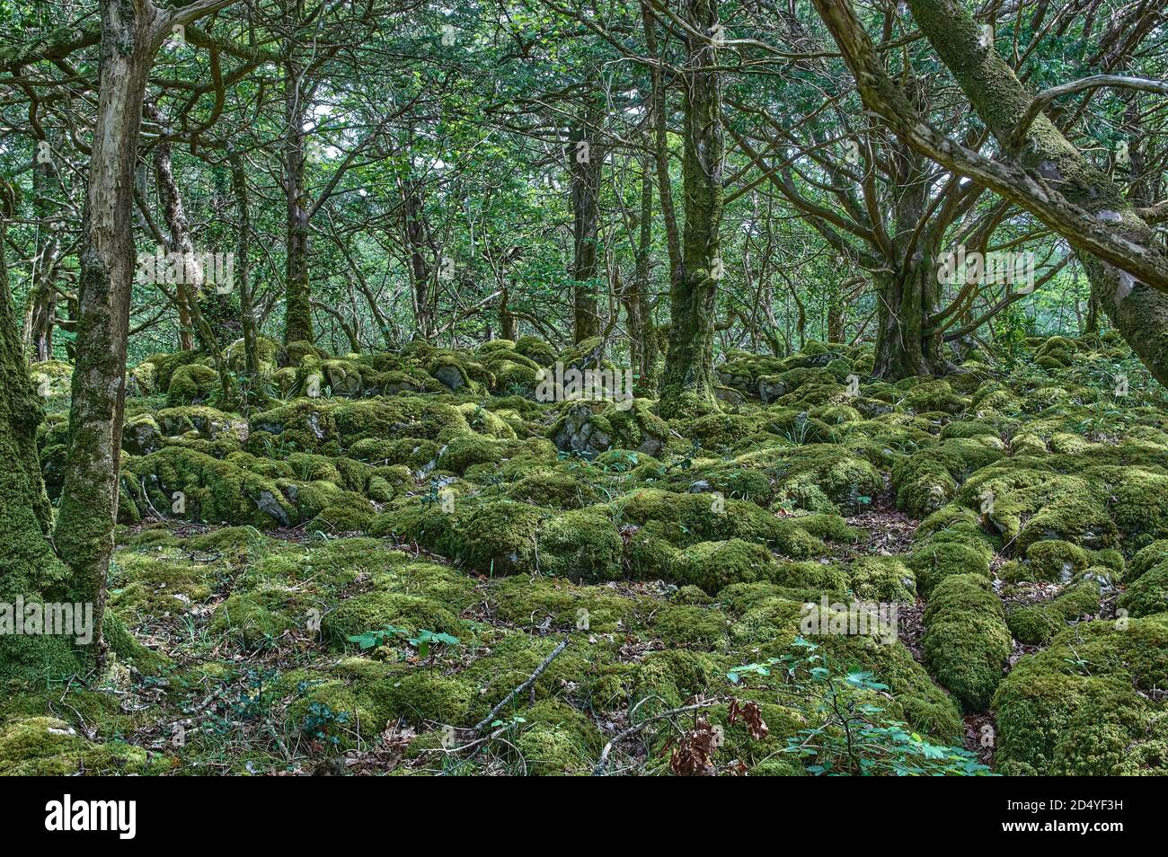 Enchanted forest at the Ring of Kerry, Ireland. Forest with green moss ...