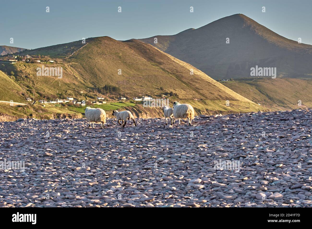 Rossbeigh strand hi-res stock photography and images - Alamy