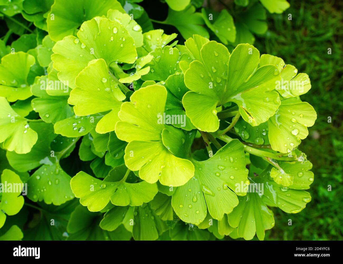 Gingko biloba. Branch with green leaves with waterdrops Stock Photo - Alamy