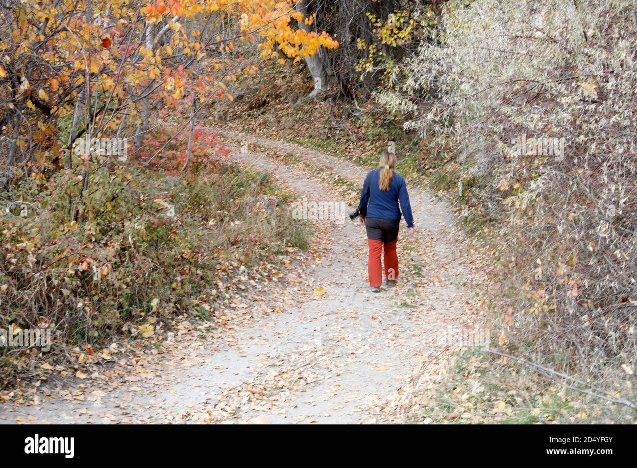 walking through the forest in autumn Stock Photo - Alamy