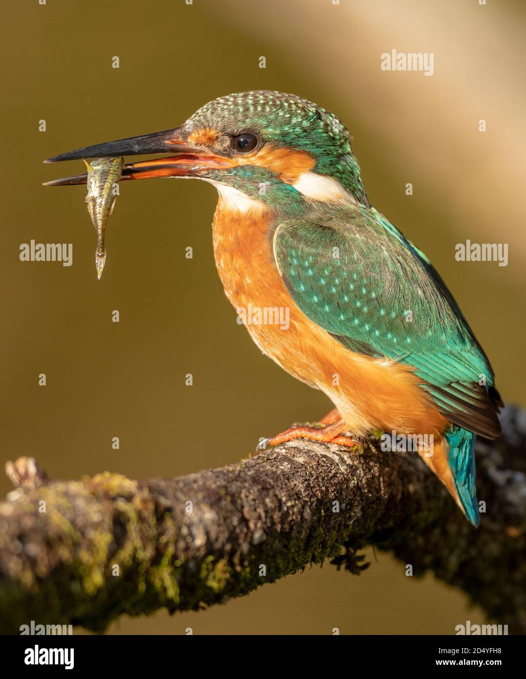 River dyfi kingfisher hi-res stock photography and images - Alamy