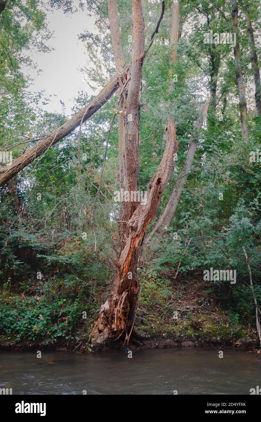 fallen and broken trees in a park after a storm. Palencia, Spain Stock ...