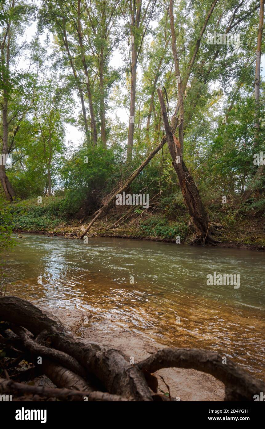 fallen and broken trees in a park after a storm. Palencia, Spain Stock ...