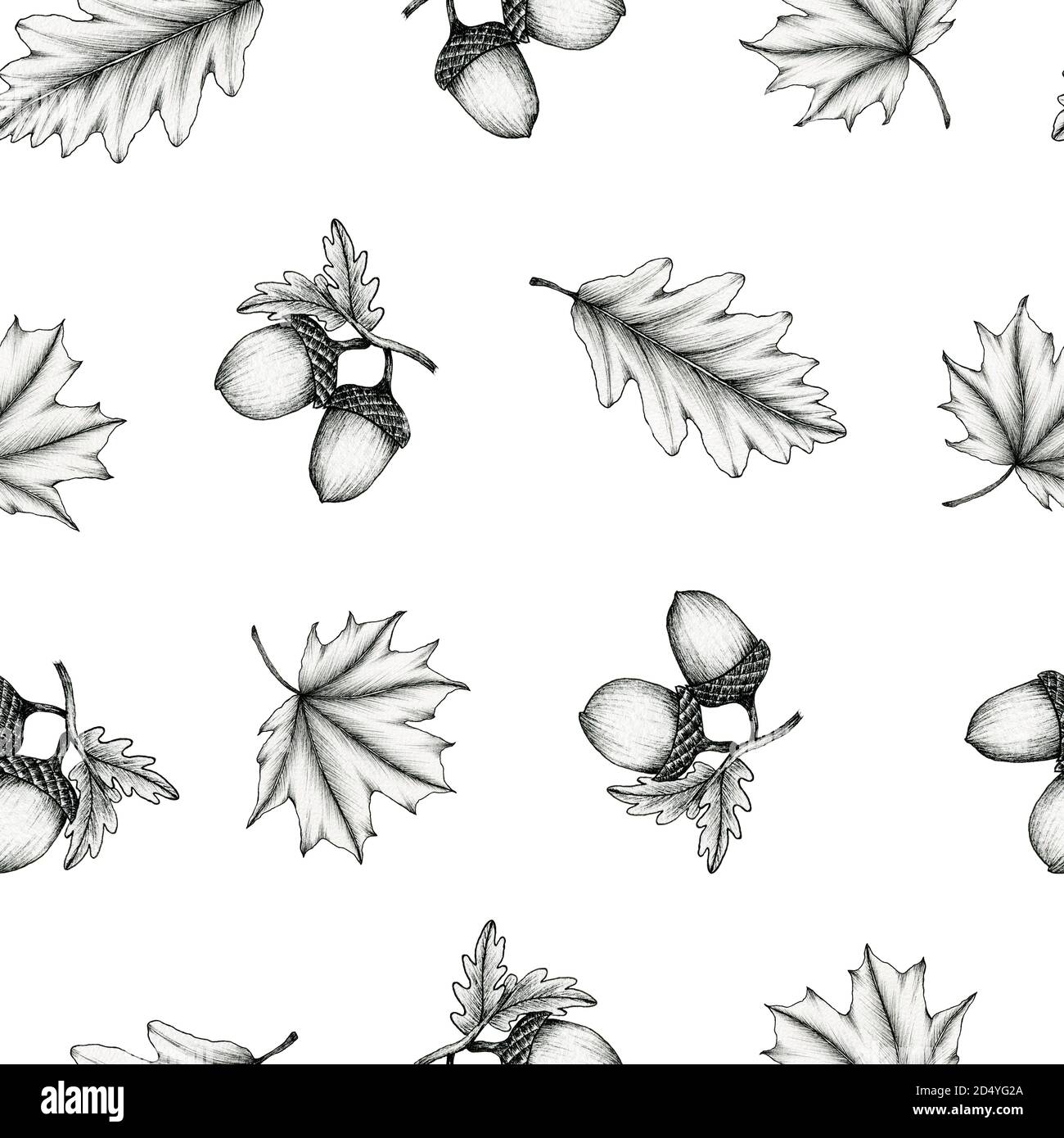 pattern with ink drawing of autumn elements, black and white acorns ...