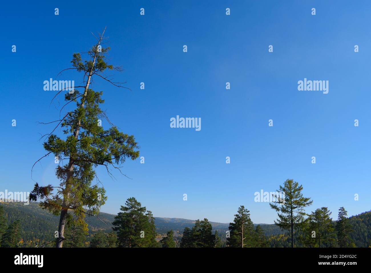 Autumn View of Forested Hills in Siberia, Russia Stock Photo - Alamy