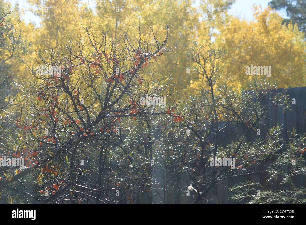 Sea-Buckthorn Shrub Growing in a Garden in Siberia Stock Photo - Alamy