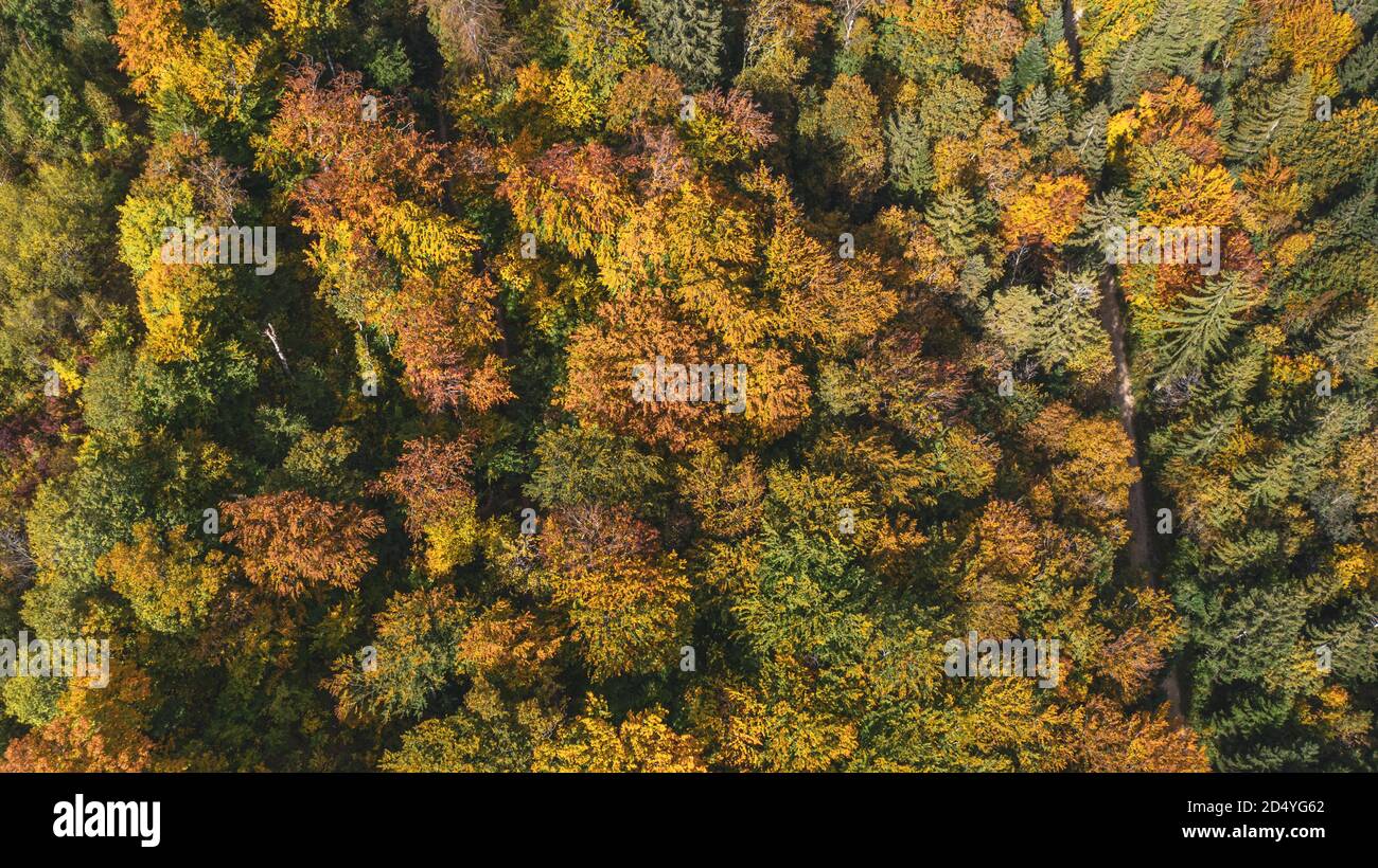 Beautiful aerial photo of lush autumn fall trees with golden orange ...