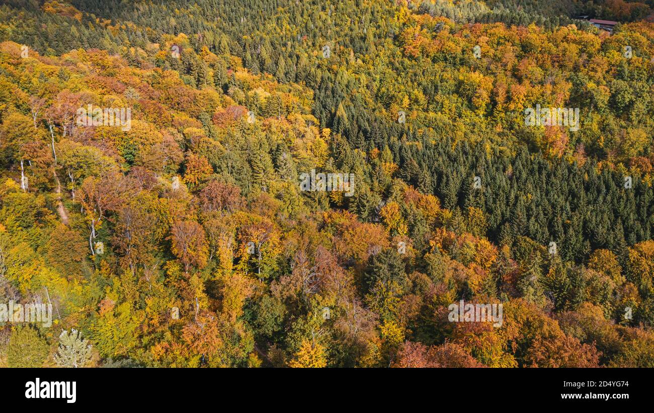 Beautiful aerial photo of lush autumn fall trees with golden orange ...