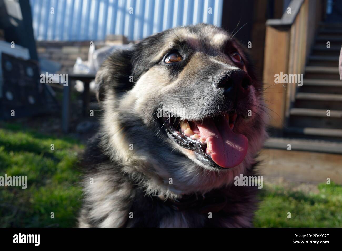 Friendly canine portrait hi-res stock photography and images - Alamy