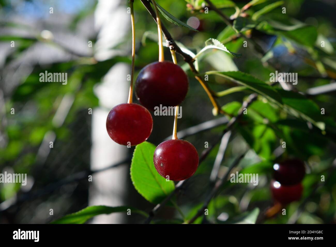 Ripe sweet cherry growing hi-res stock photography and images - Alamy