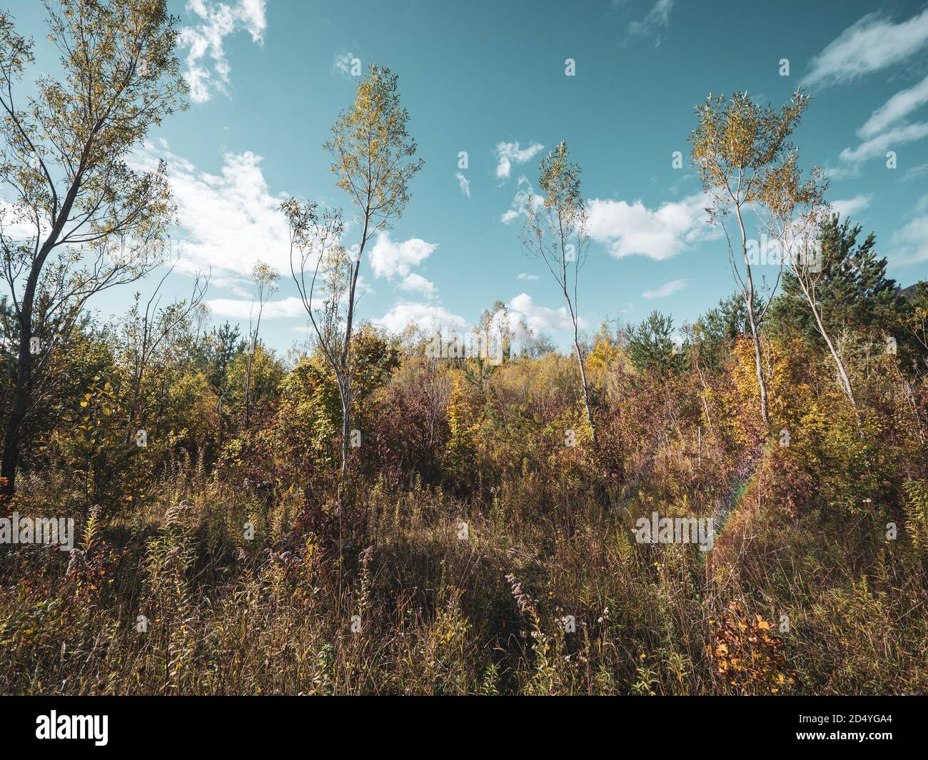Tall birch trees reach above dense forest plants and bushes with blue ...