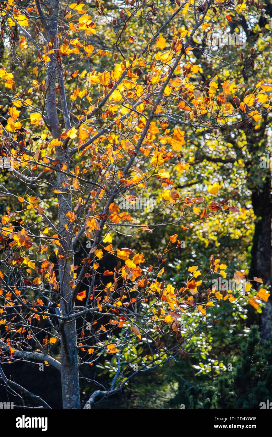 Autumn tree leaves texture background. leaf background texture Stock ...