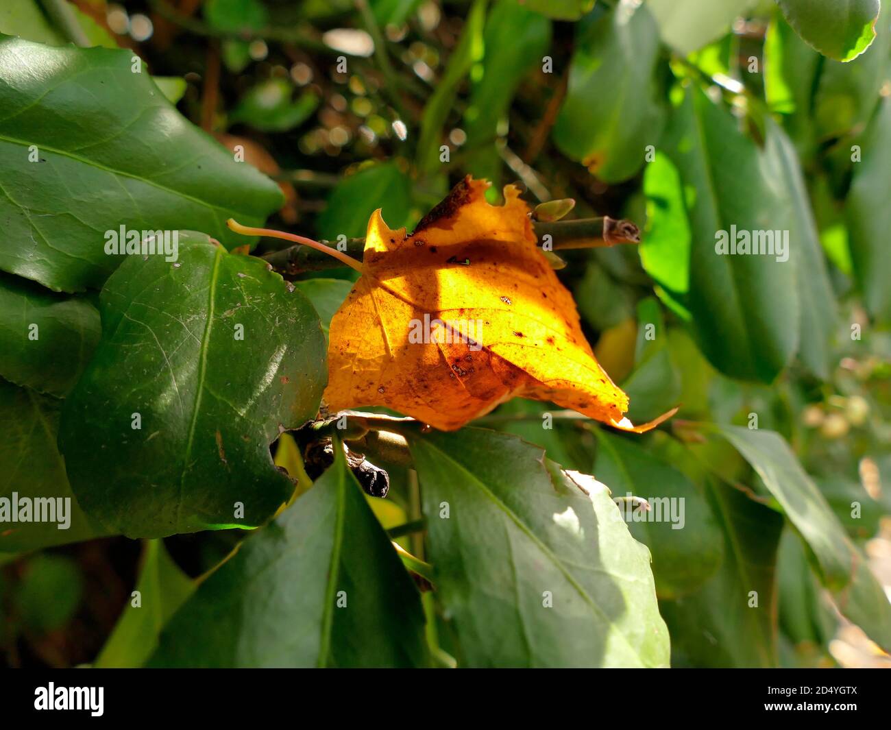 autumnal colored maple leaf in backlit on a green bush Stock Photo - Alamy