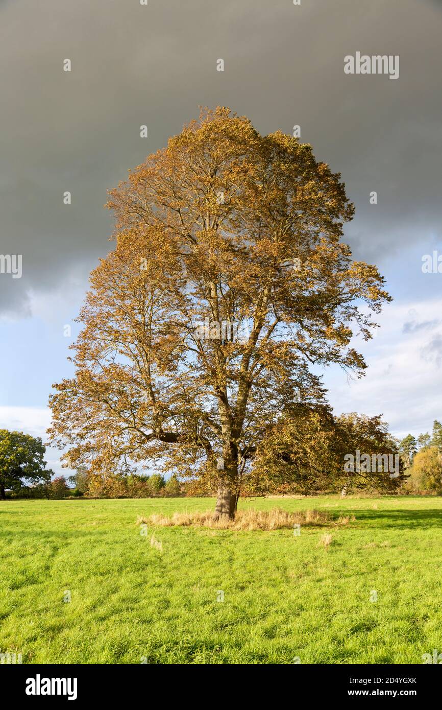 Sycamore tree acer pseudoplatanus hi-res stock photography and images ...