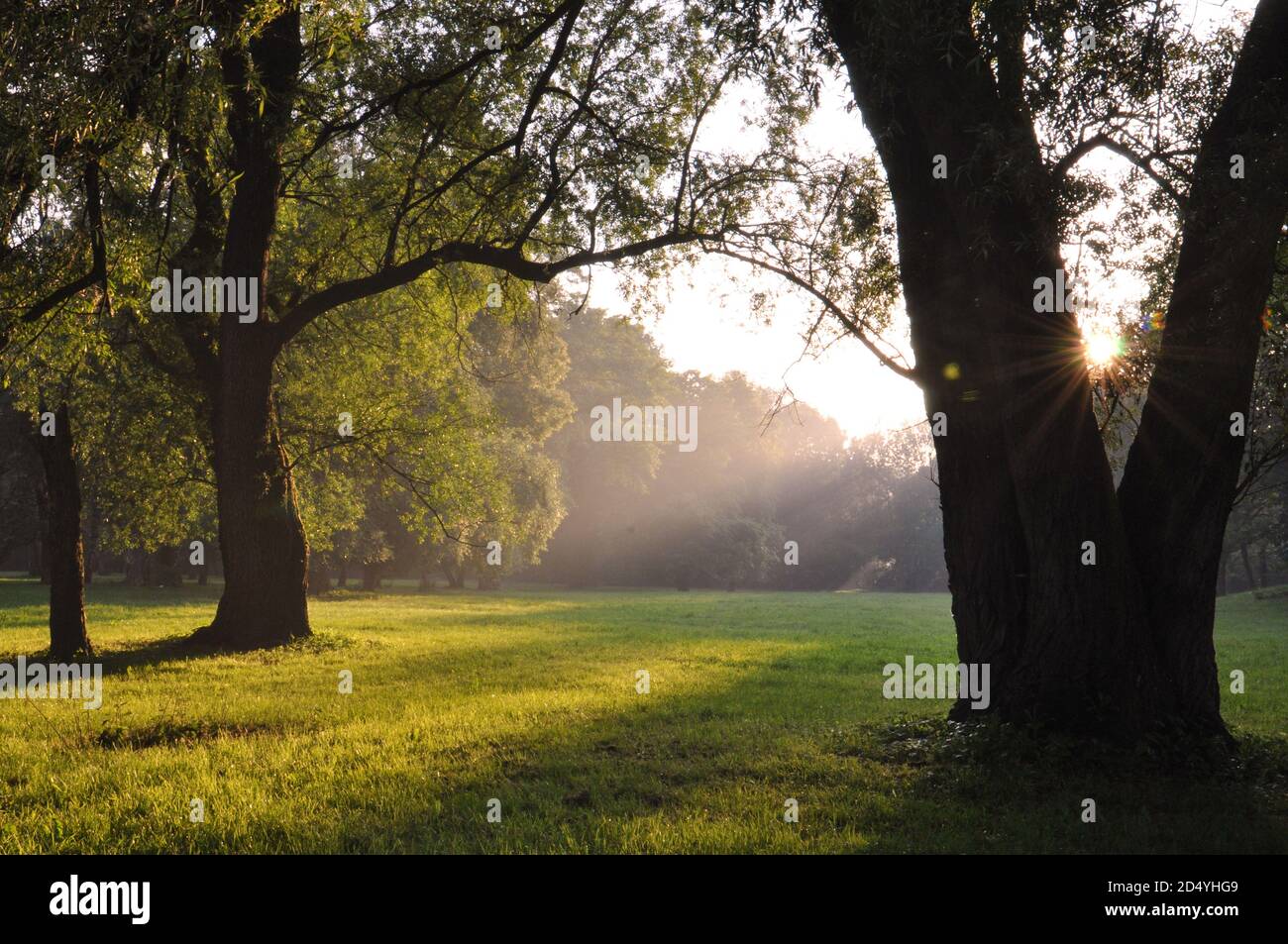 Trees during sunset. Autumn trees during sunset. Evening light in a ...