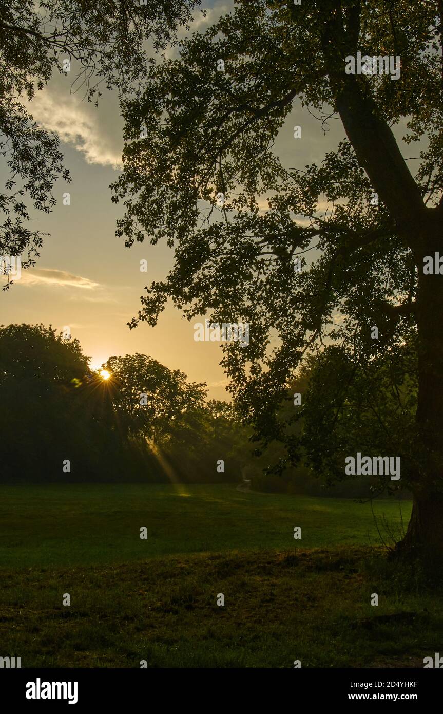 Trees during sunset. Autumn trees during sunset. Evening light in a ...