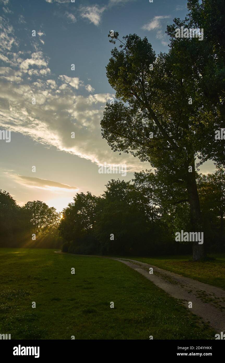 Trees during sunset. Autumn trees during sunset. Evening light in a ...