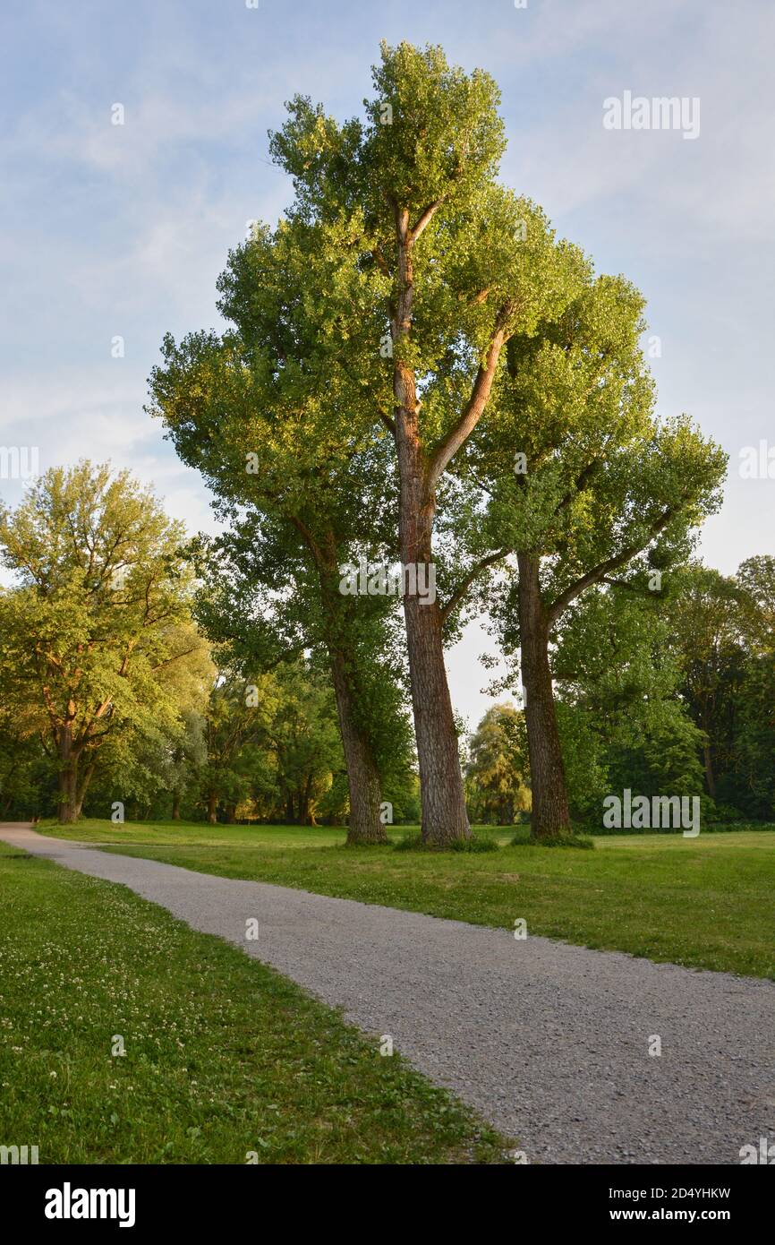 Trees during sunset. Autumn trees during sunset. Evening light in a ...