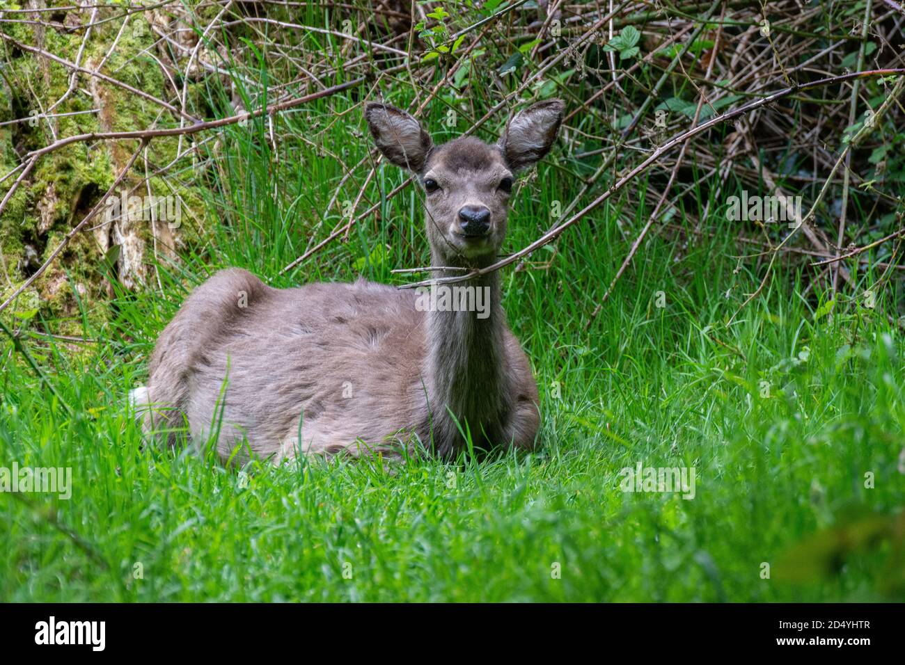 Closeup of a young deer lying in the grass. Fawn lying in the forest ...