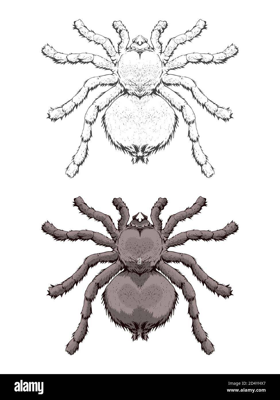 Vector illustration with hand drawn spider. Two variants of insect ...