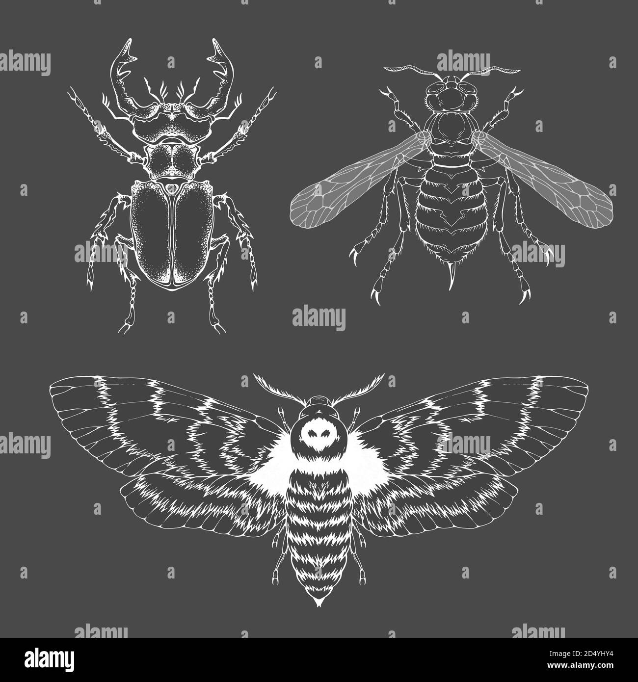 Vector set of hand drawn insects. Different insects in realistic style ...
