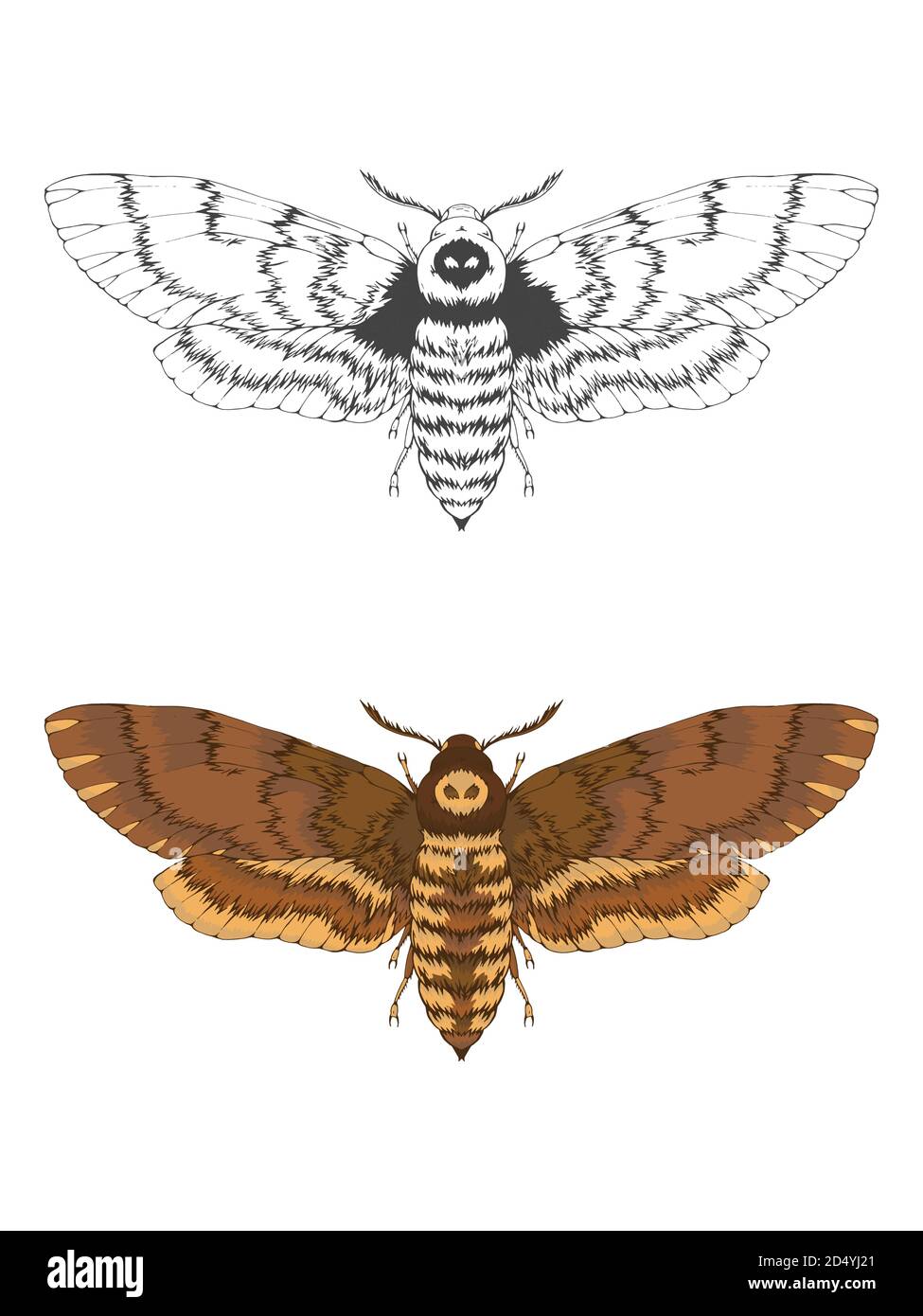 Vector illustration with hand drawn dead head moth. Two variants of ...