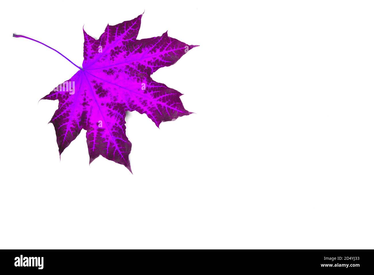 Purple Fall Maple Leaf