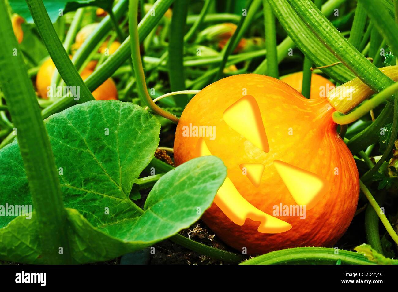 A scary smiling pumpkin with a spooky face hides in the leaves on the ...