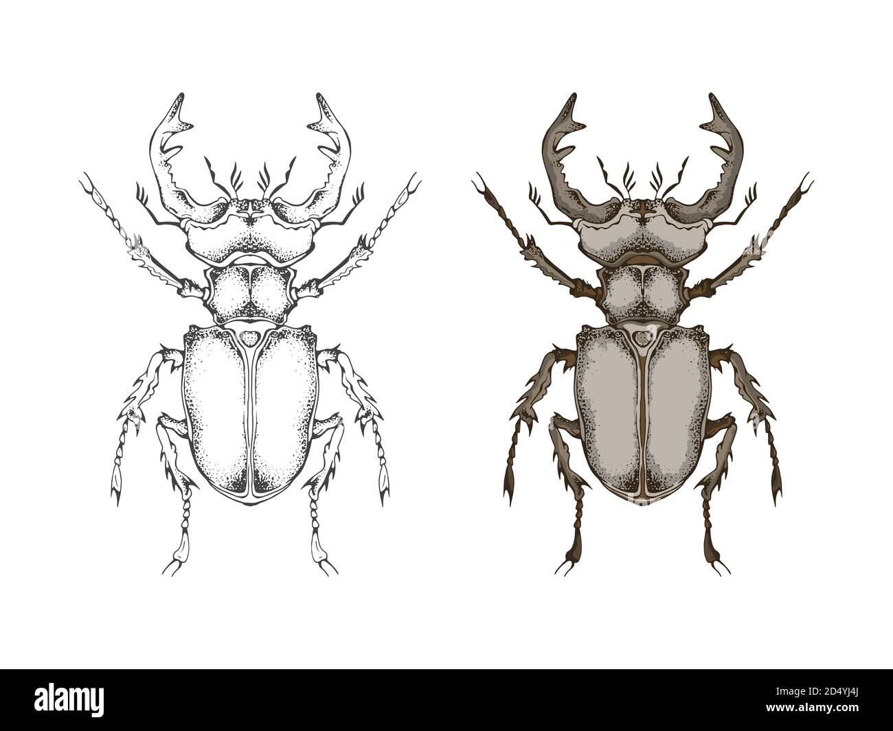 Vector illustration with hand drawn stag beetle. Two variants of insect ...